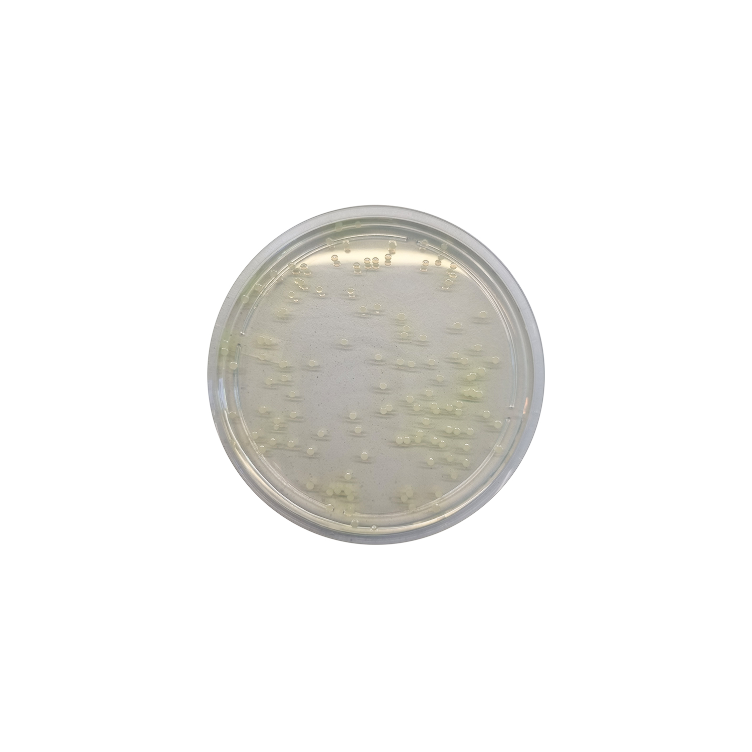 Pseudomonas-CFC-Agar Fertigplatten