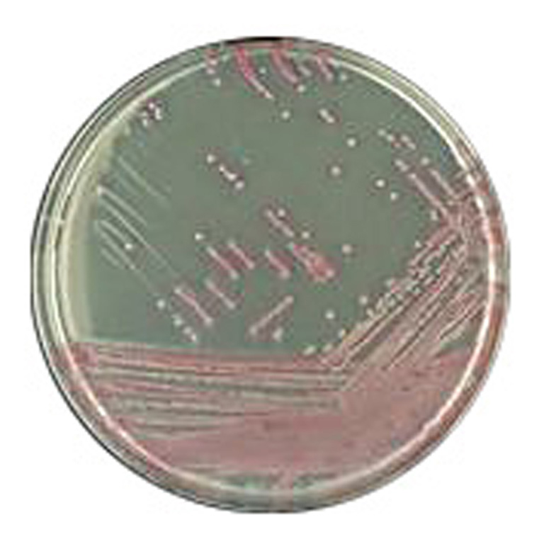 CHROMagar MRSA Fertigplatten